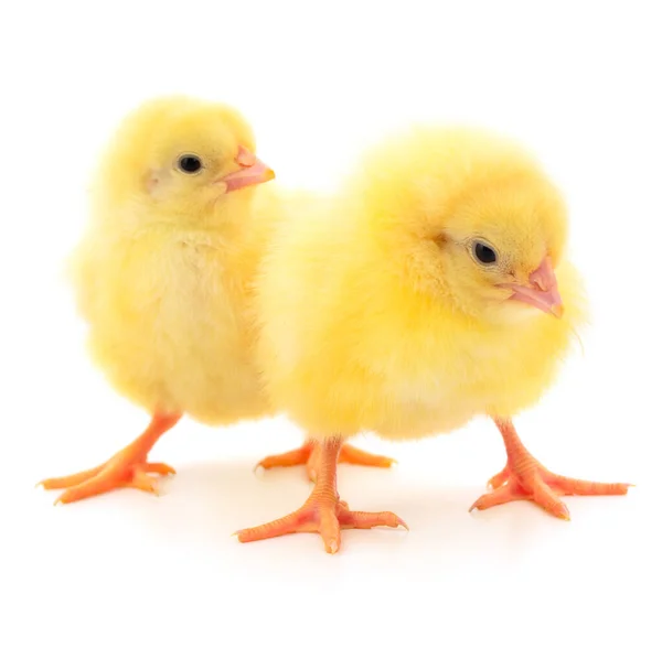 Pollo chiquito fotos de stock, imágenes de Pollo chiquito sin royalties ...