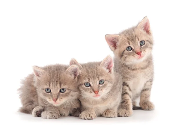 Three Baby Kittens Front Isolated White Background — Stock Photo ...