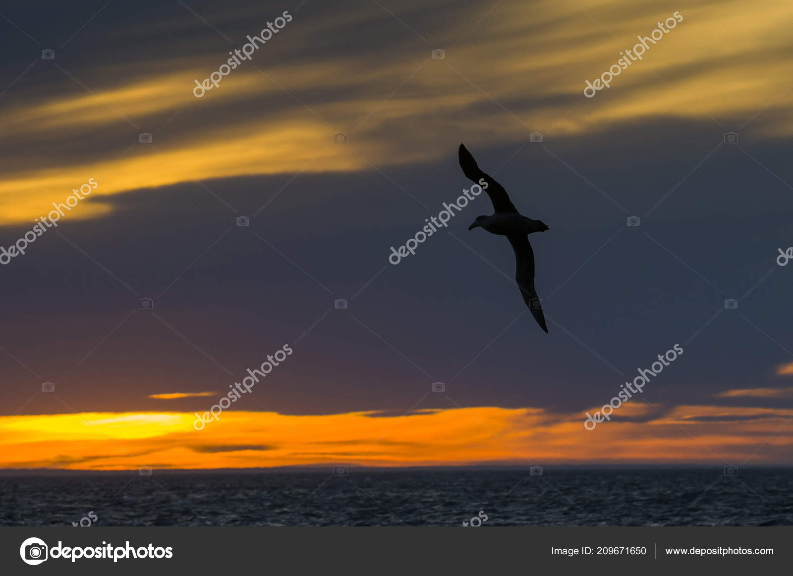 Bird Flying Dark Sky — Stock Photo © FOTO4440 #209671650