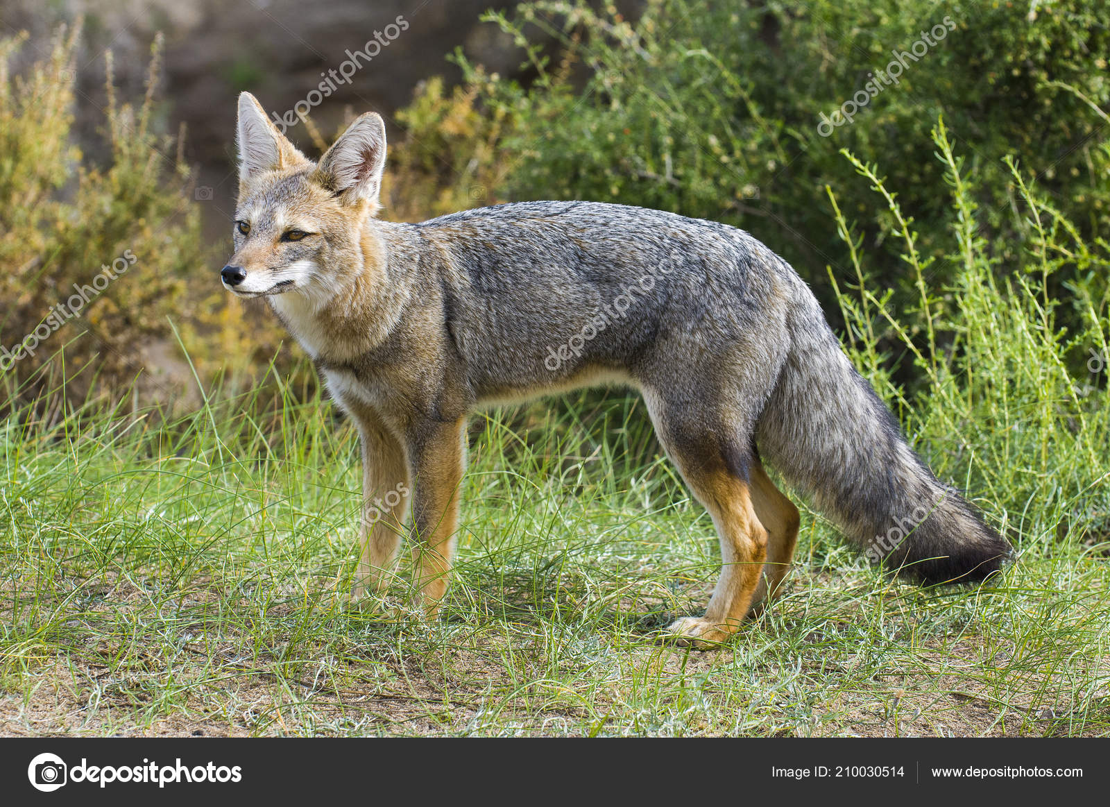Pampas Fox
