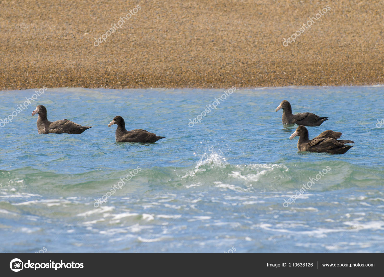 Atlantic Birds Sea — Stock Photo © FOTO4440 #210538126