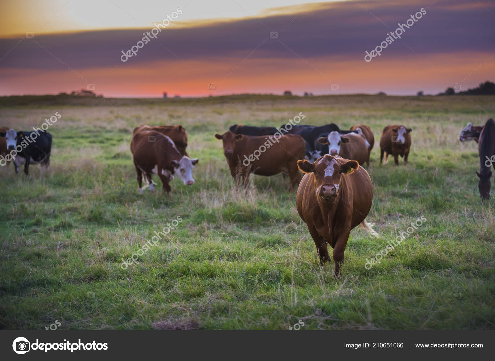 Dairy Cows Countryside Stock Photo by ©FOTO4440 210651066