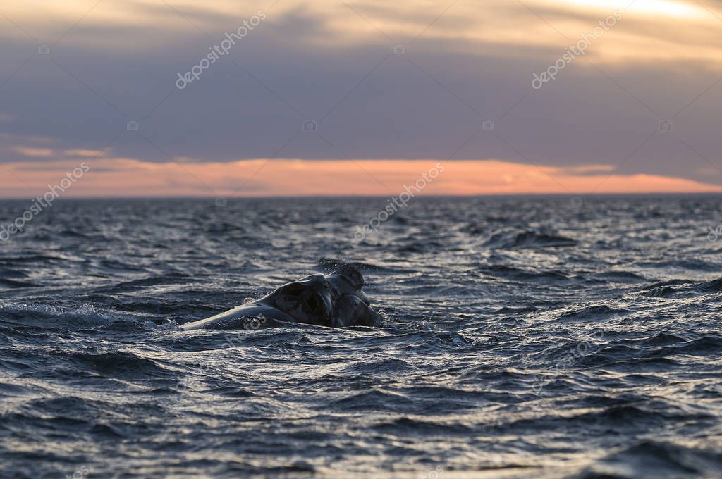 Cola de ballena franca Sohutern, especie en peligro de extinción ...