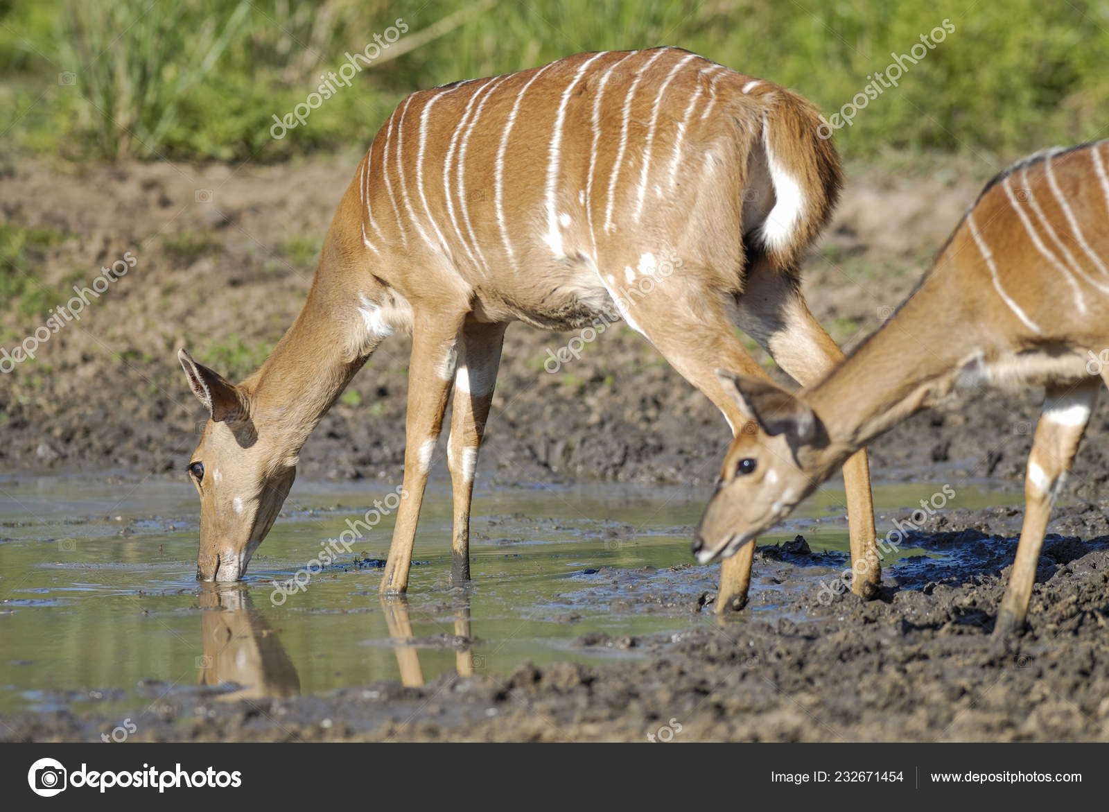 African Wild Antelope Nature Stock Photo by ©FOTO4440 232671454