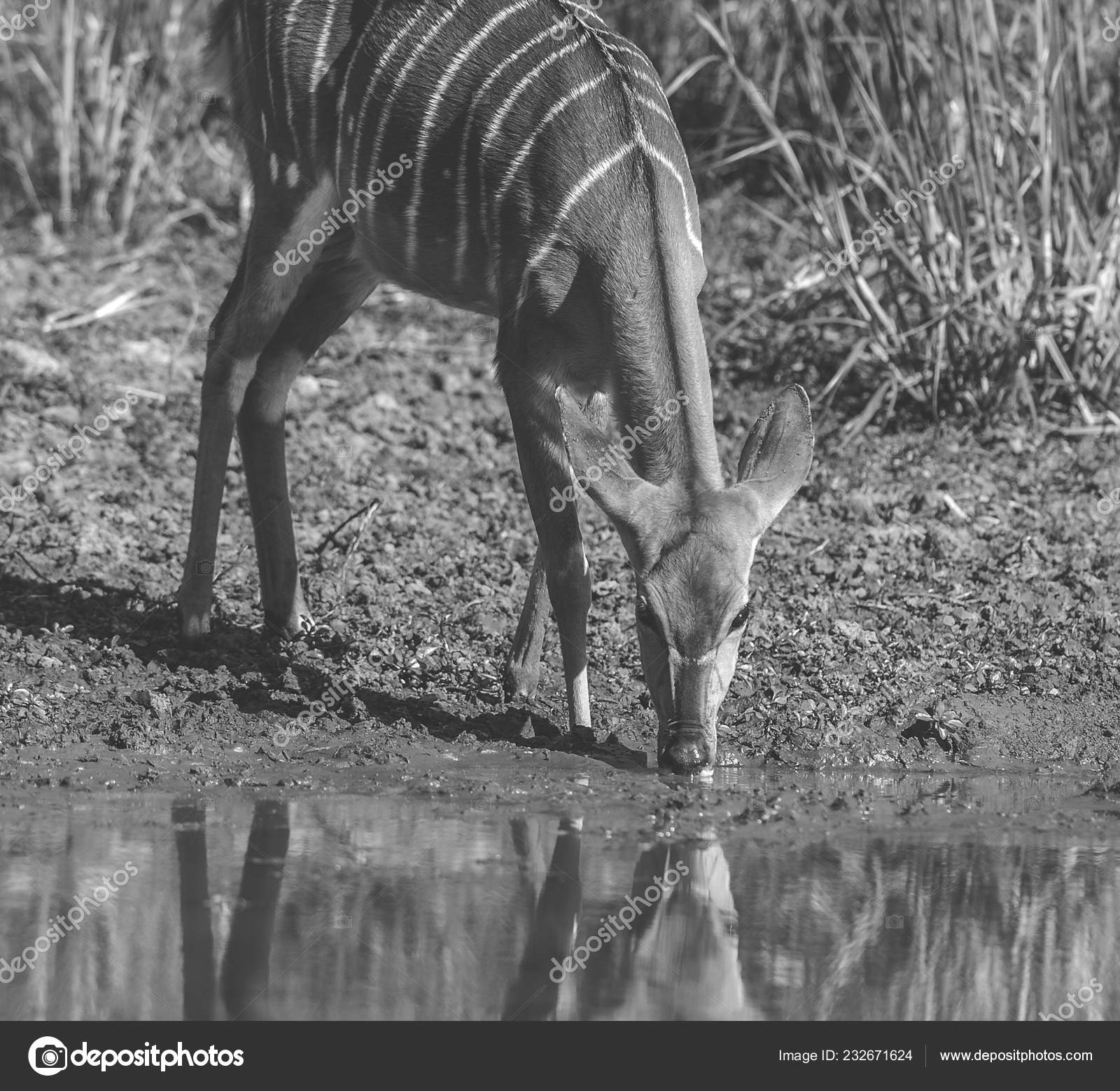 African Wild Antelope Nature Stock Photo by ©FOTO4440 232671624
