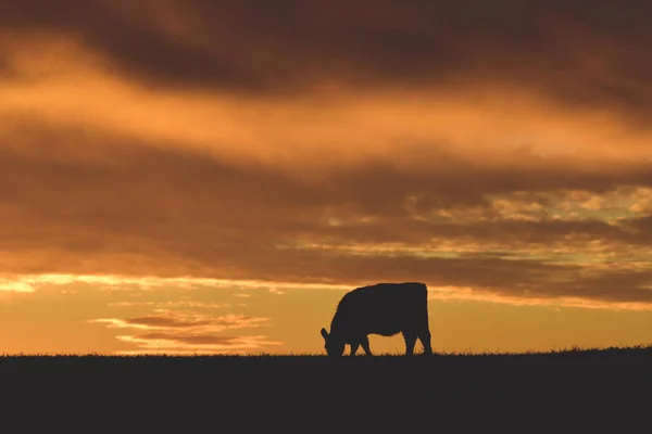 Cattle sunset Stock Photos, Royalty Free Cattle sunset Images ...