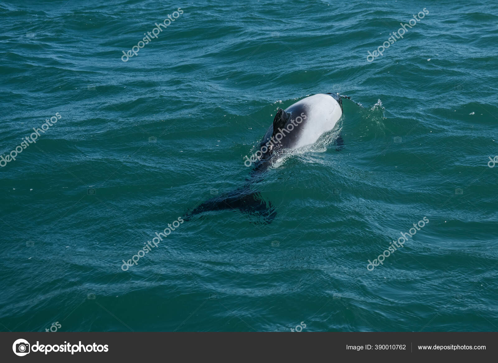 Commersons Dolphin