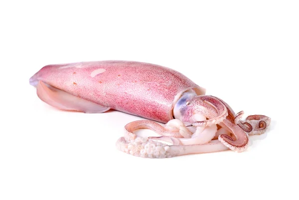 Fotos de Lulas frescas, Imagens de Lulas frescas sem royalties ...