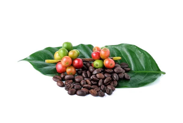 Planta cafe rama Stock Photos, Royalty Free Planta cafe rama Images ...