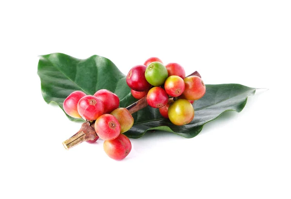 Rama de café fotos de stock, imágenes de Rama de café sin royalties ...