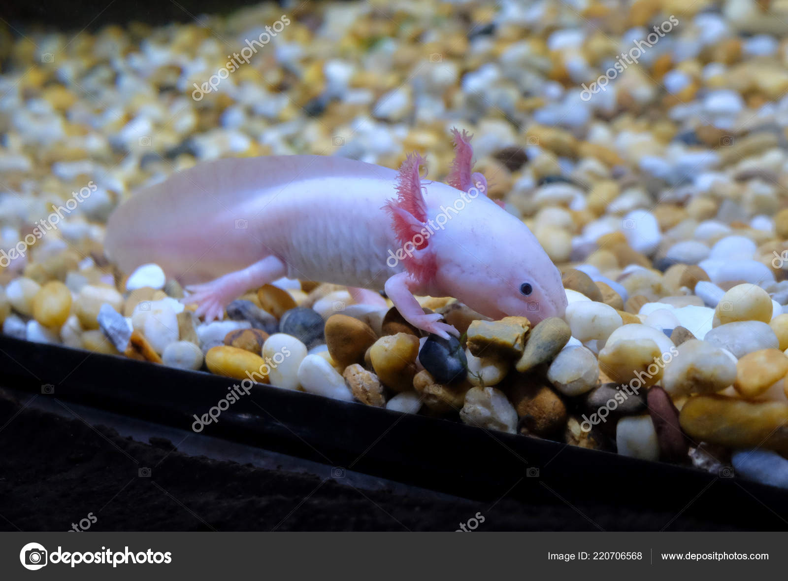 Mexican Walking Fish