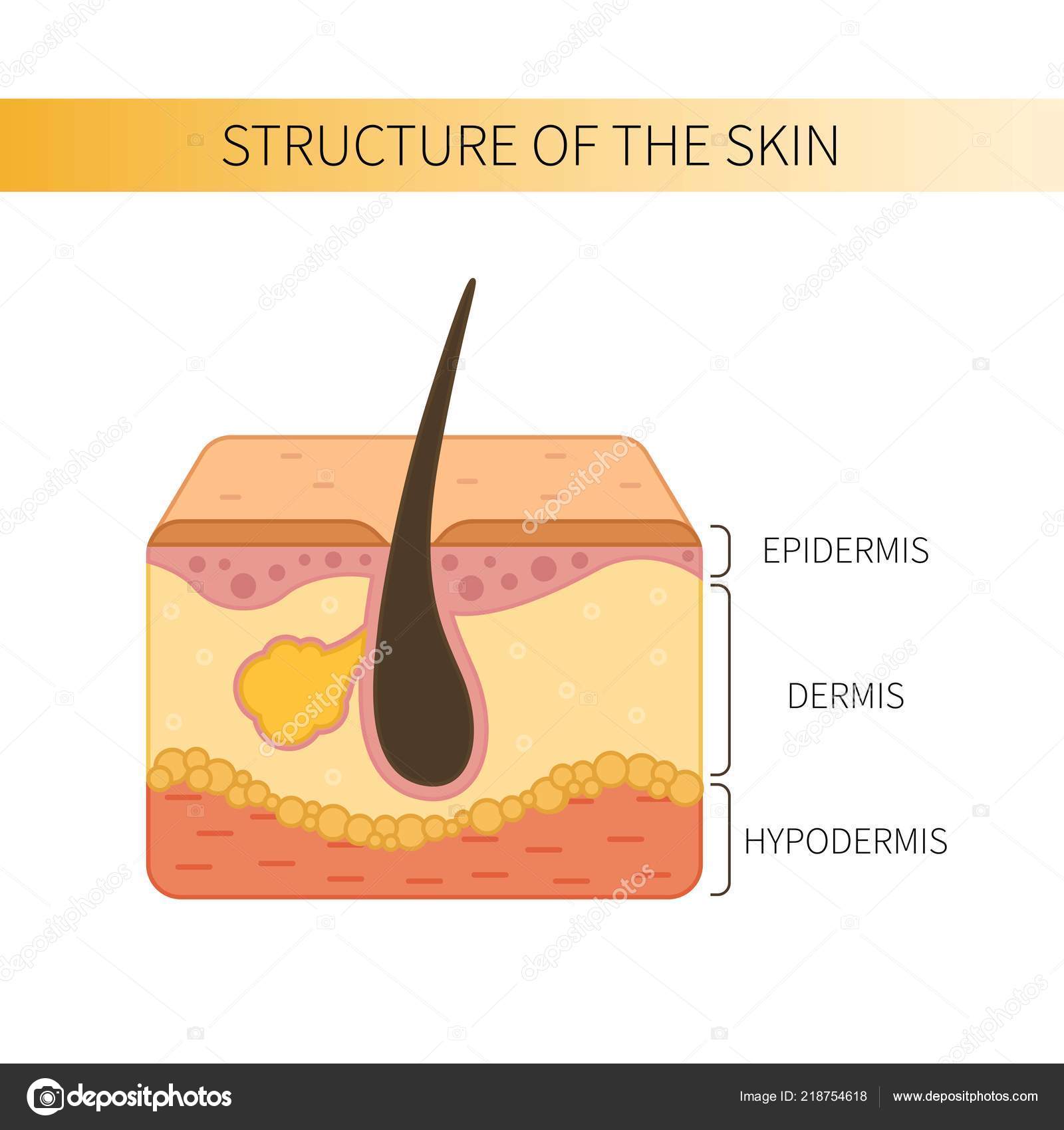 Structure Human Skin Epidermis Dermis Hypodermis — Stock Vector ... Structure Human Skin Epidermis Dermis Hypodermis — Stock Vector ...