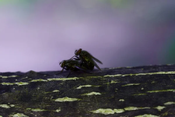 Garbage and flies Stock Photos, Royalty Free Garbage and flies Images ...