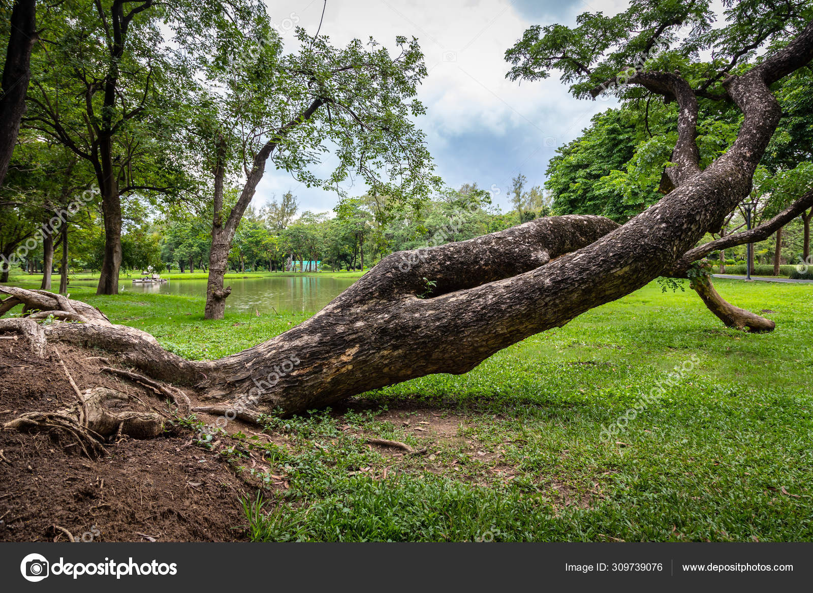 Broken tree is falling down in outdoor park,uprooted tree fell after ...