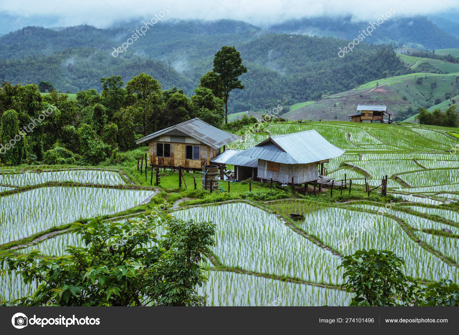 Landscape field on mountain. During the rainy season. The village in ...
