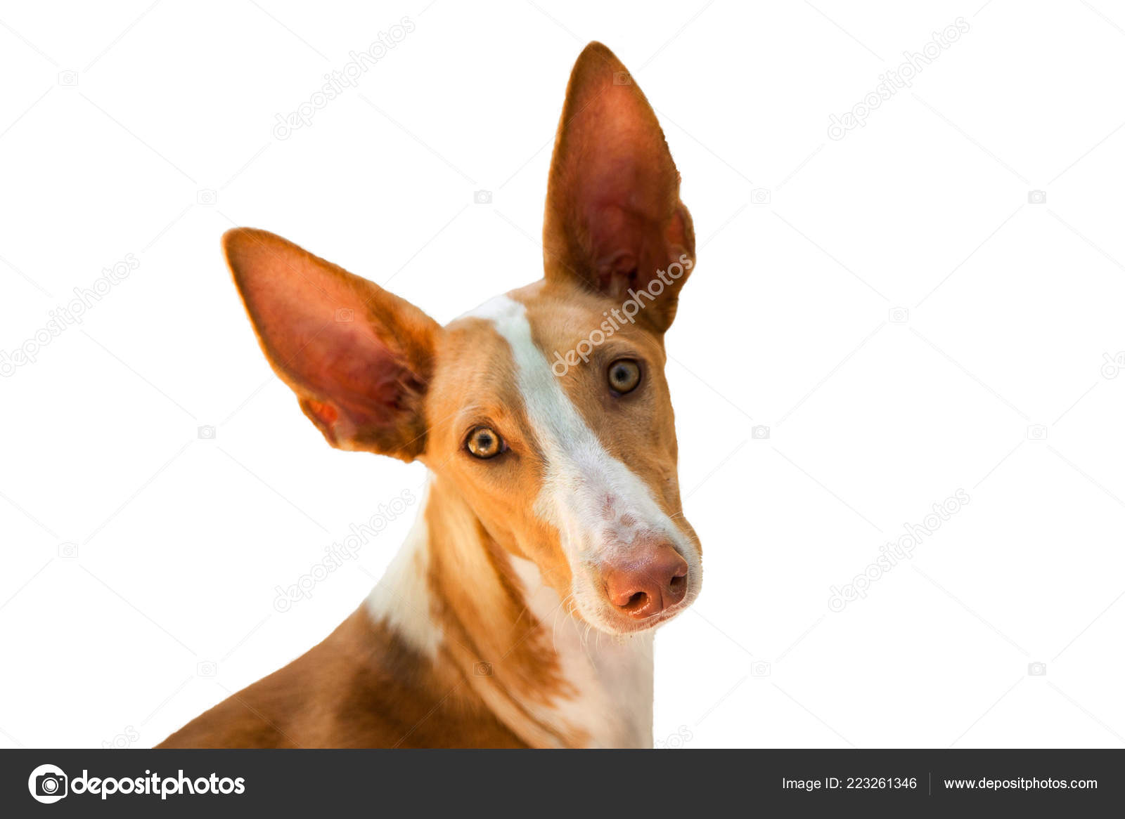 How Many Puppies Can A Podenco Canario Have