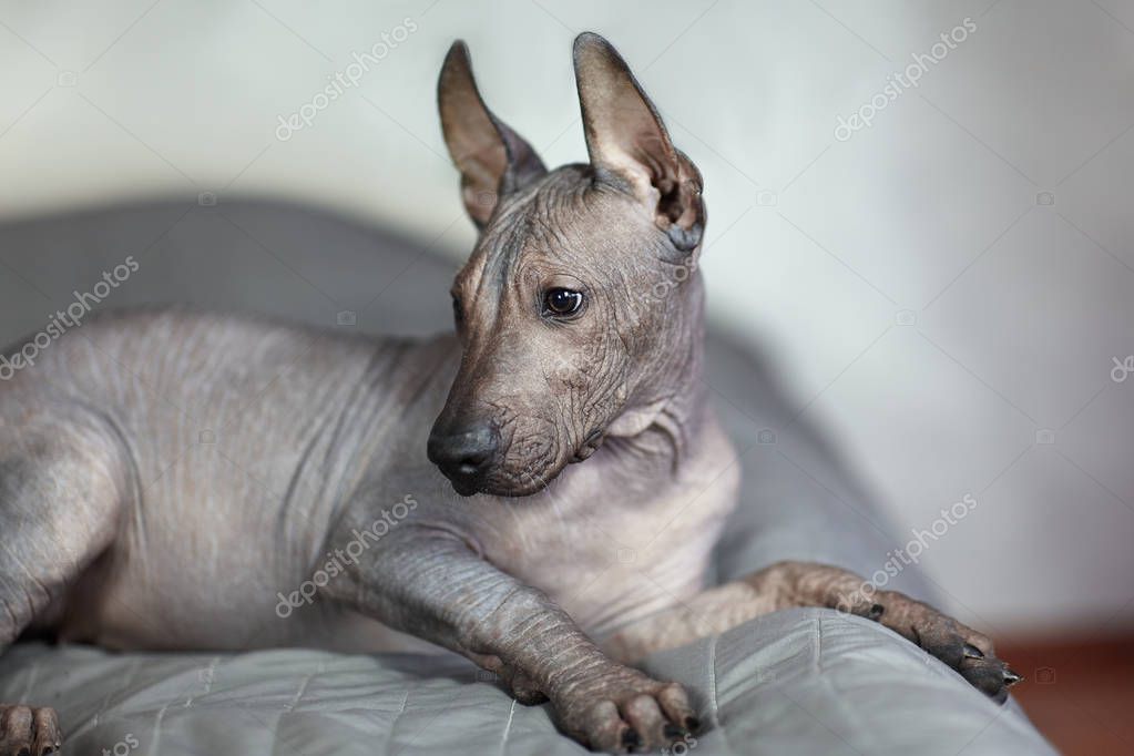 El cachorro de dos meses de edad de raza rara - Xoloitzcuintle, o perro ...