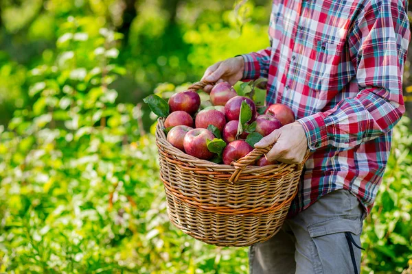 Cosecha de manzanas. Un hombre trabajando en el jardín. Manzanas ...