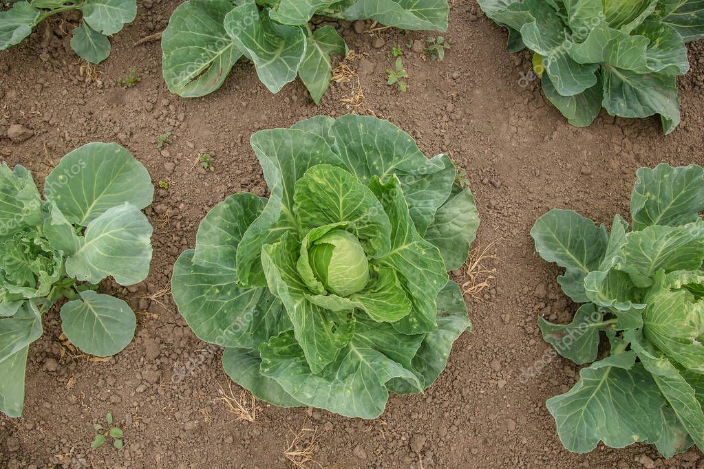 Cultivo de col verde en el campo abierto, hortalizas de cultivo ...
