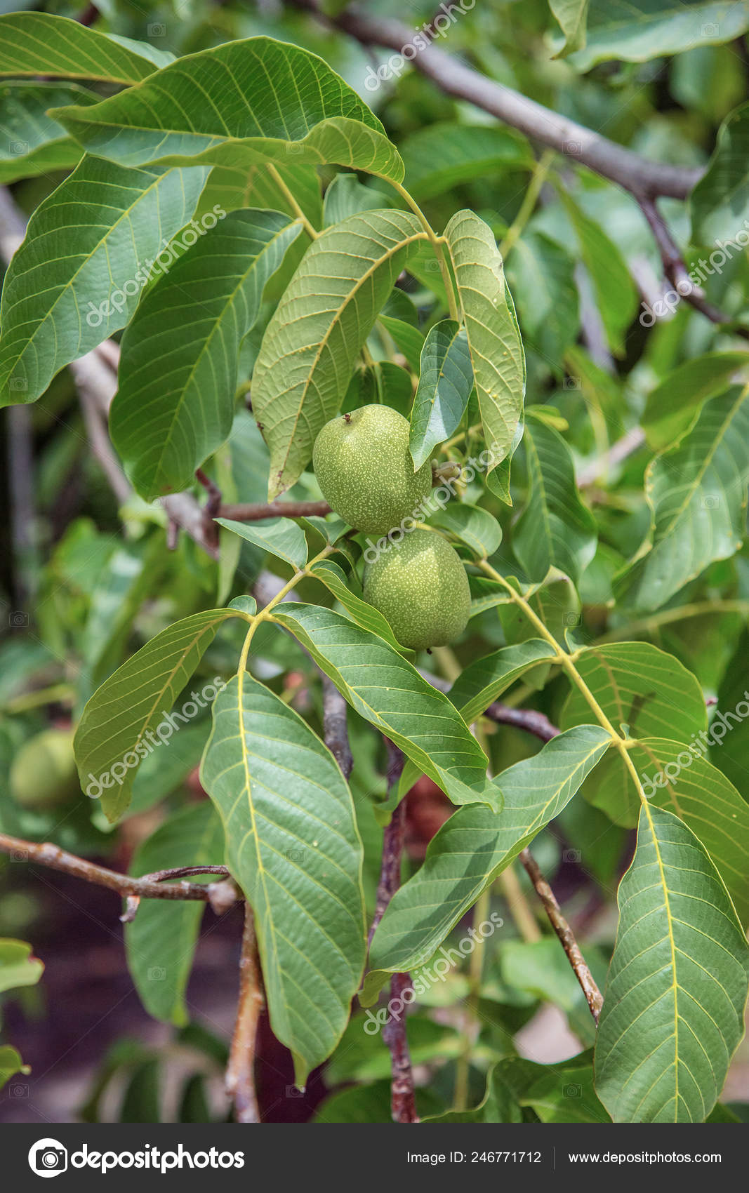 Nut Tree Branches Which Grow Young Green Nuts Growing Organic Stock ...