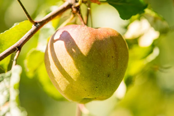 fallen fruit apples collected in group - Stock Image - Everypixel