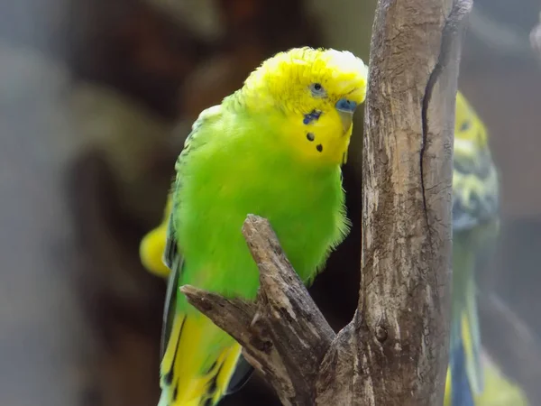 Blandede kanariefugle Stock Photos, Royalty Free Blandede kanariefugle ...