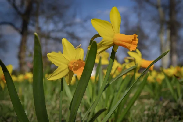 Daffodils in gardens Stock Photos, Royalty Free Daffodils in gardens ...