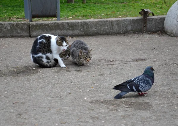 Angry business meeting Stock Photos, Royalty Free Angry business ...