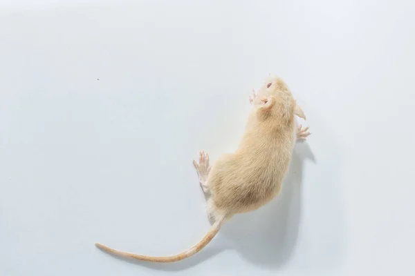 white laboratory rat mouse with red eyes isolated on white background ...