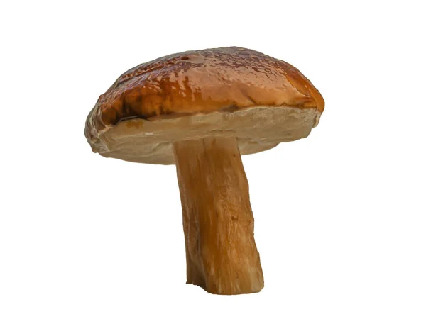 Champagne mushroom images libres de droit, photos de Champagne mushroom ...