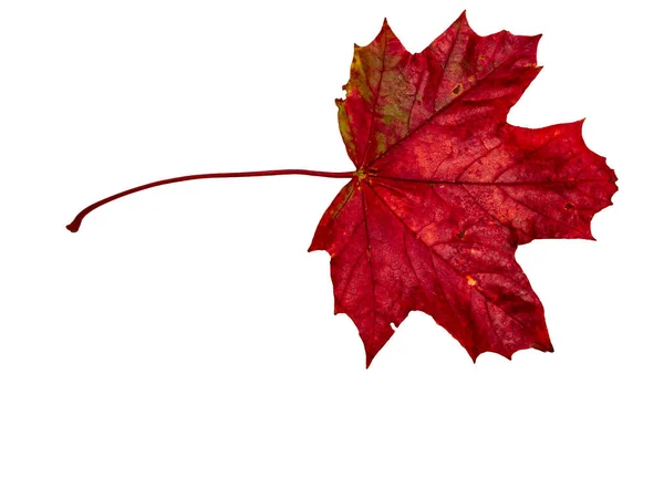 Red maple leaf Stock Photos, Royalty Free Red maple leaf Images | Depositphotos