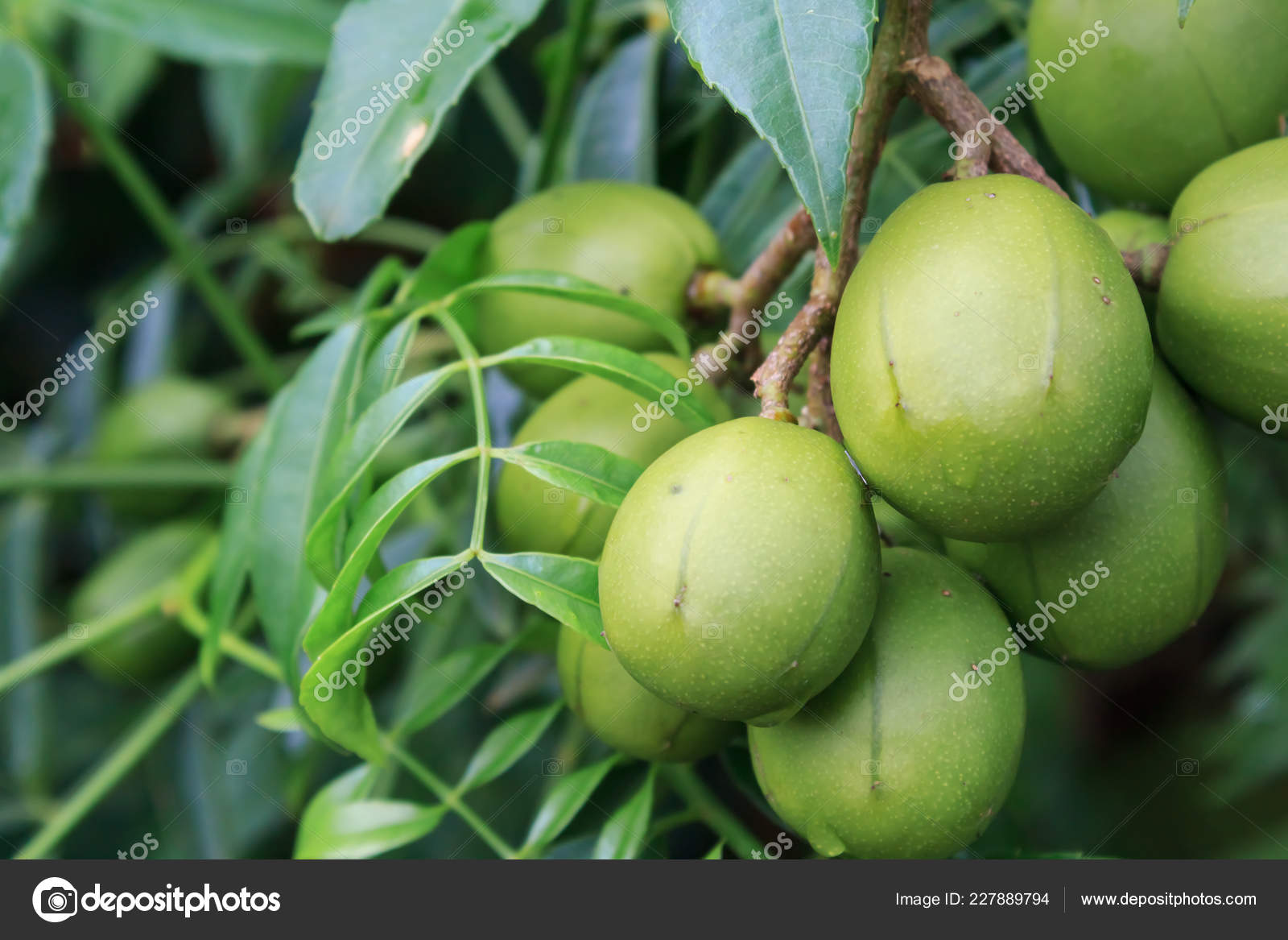 Ambarella Fruits Spondias Dulcis Also Known June Plum Brazil Caja Stock ...