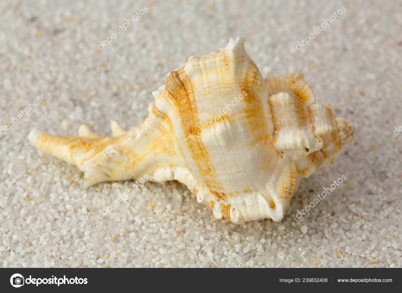 Sea Shell Beach Sand Close Studio Shoot — Stock Photo © Pixinooo #239832408