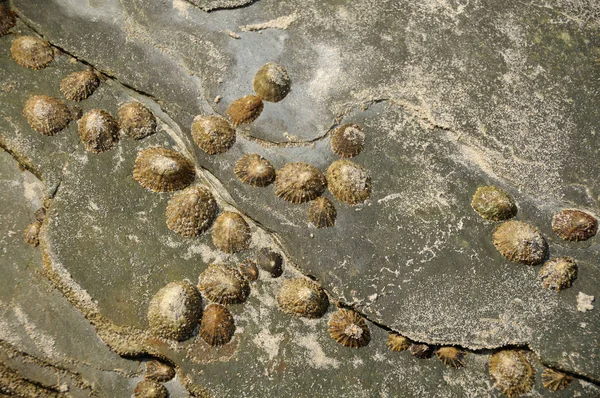 Lapas fotos de stock, imágenes de Lapas sin royalties | Depositphotos