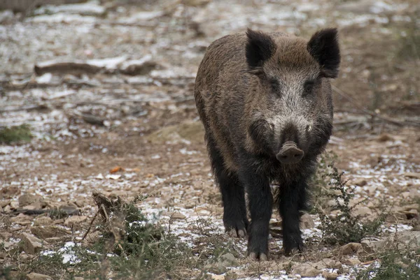 Wild boar italy Stock Photos, Royalty Free Wild boar italy Images ...