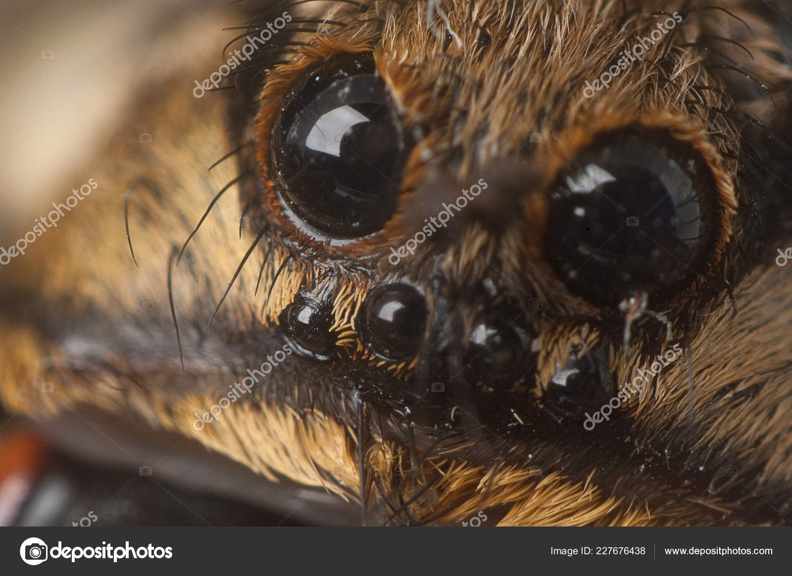 Tarantula Spider Eyes
