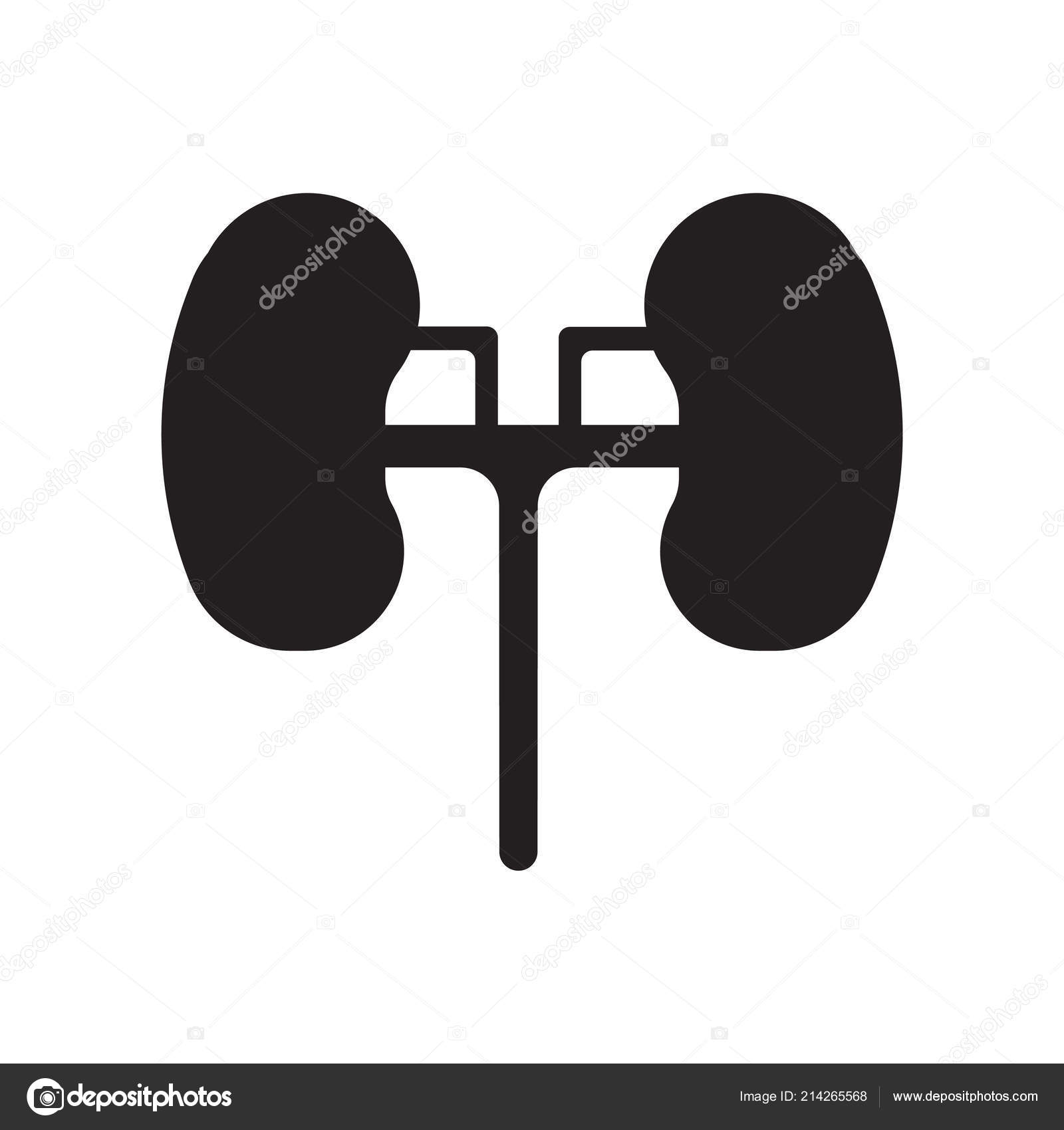 Kidneys icon vector isolated on white background, Kidneys sign , Stock ...