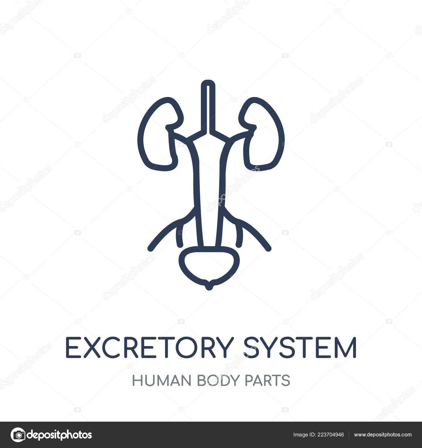 Excretory System Icon Excretory System Linear Symbol Design Human Body ...