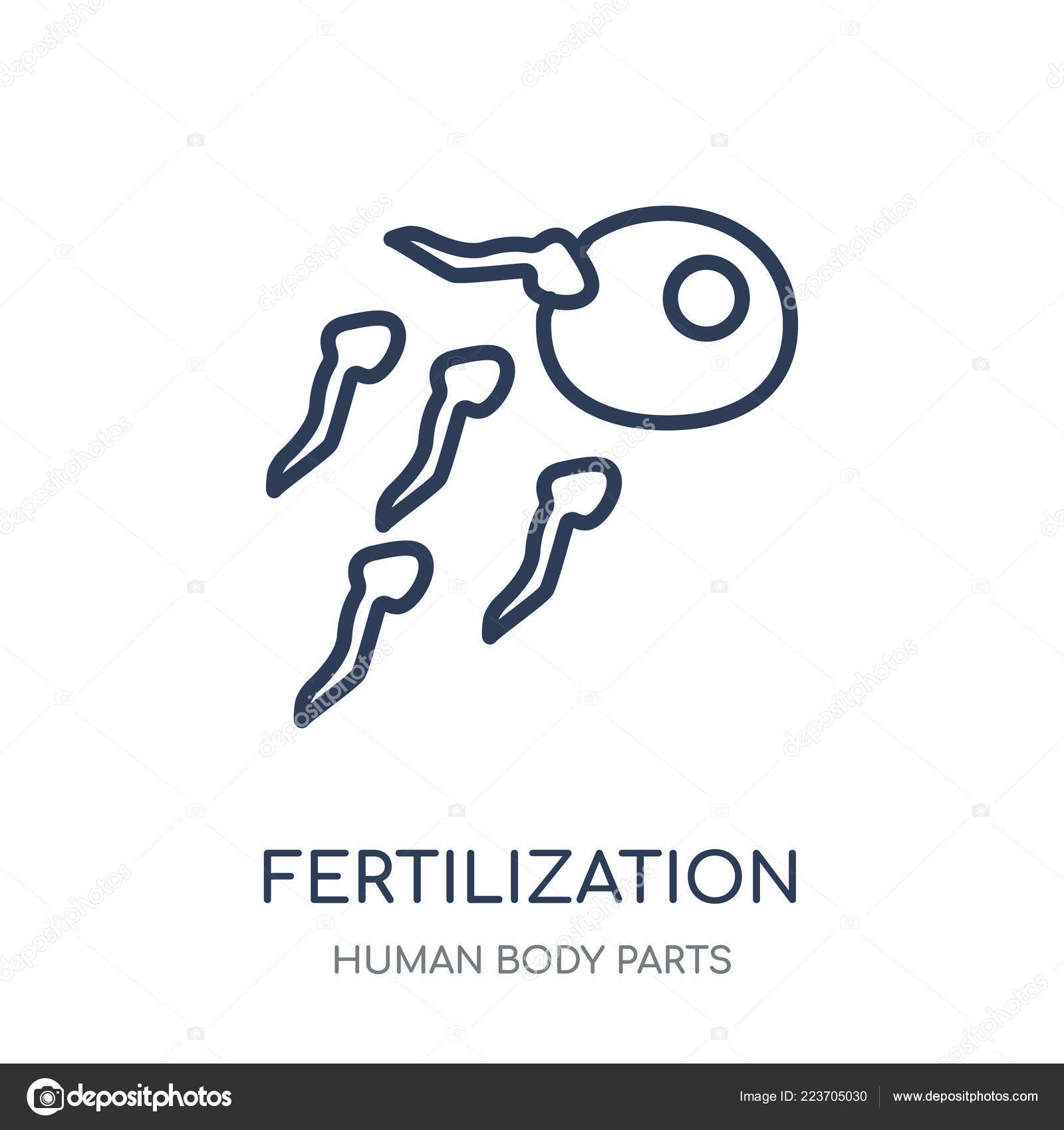 Fertilization Icon Fertilization Linear Symbol Design Human Body Parts ...