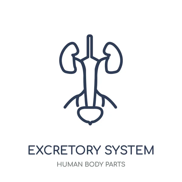 ᐈ Excretory system of human body stock images, Royalty Free human ...