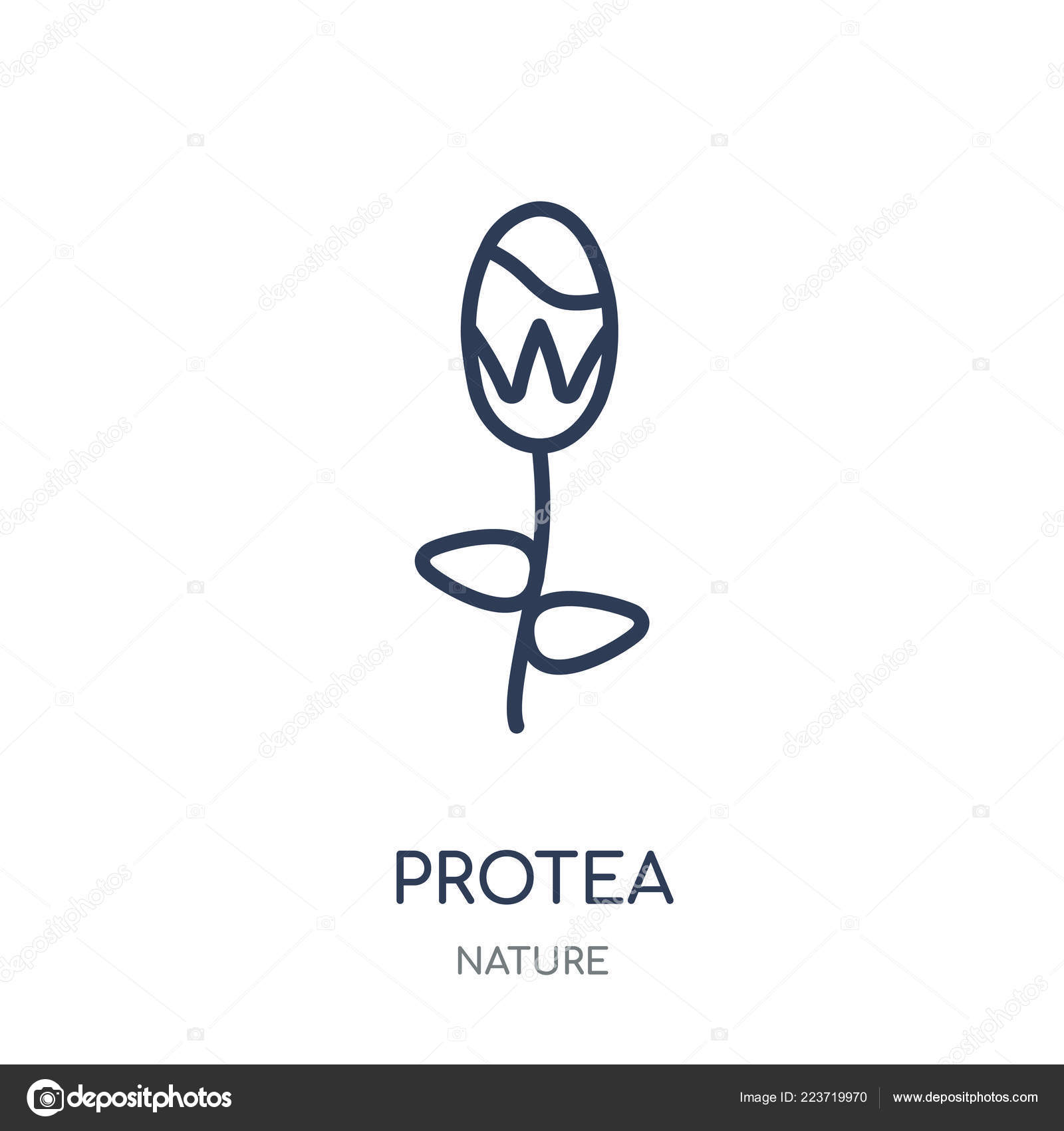 Protea Icon Protea Linear Symbol Design Nature Collection Simple ...