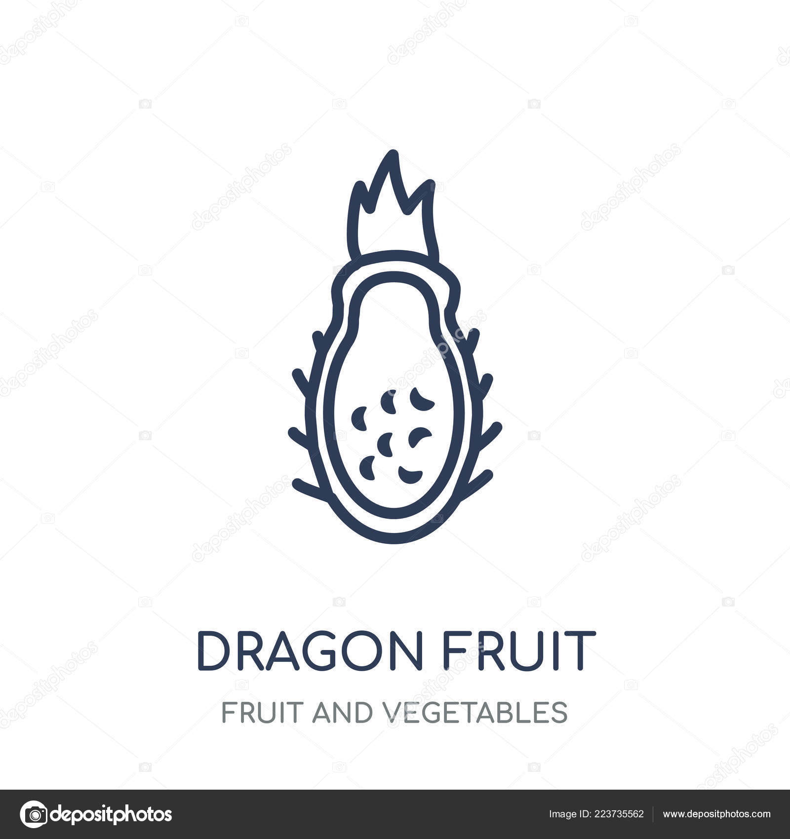 Icono Fruta Dragón Diseño Símbolo Lineal Fruta Dragón Colección Frutas Vector de stock por ...