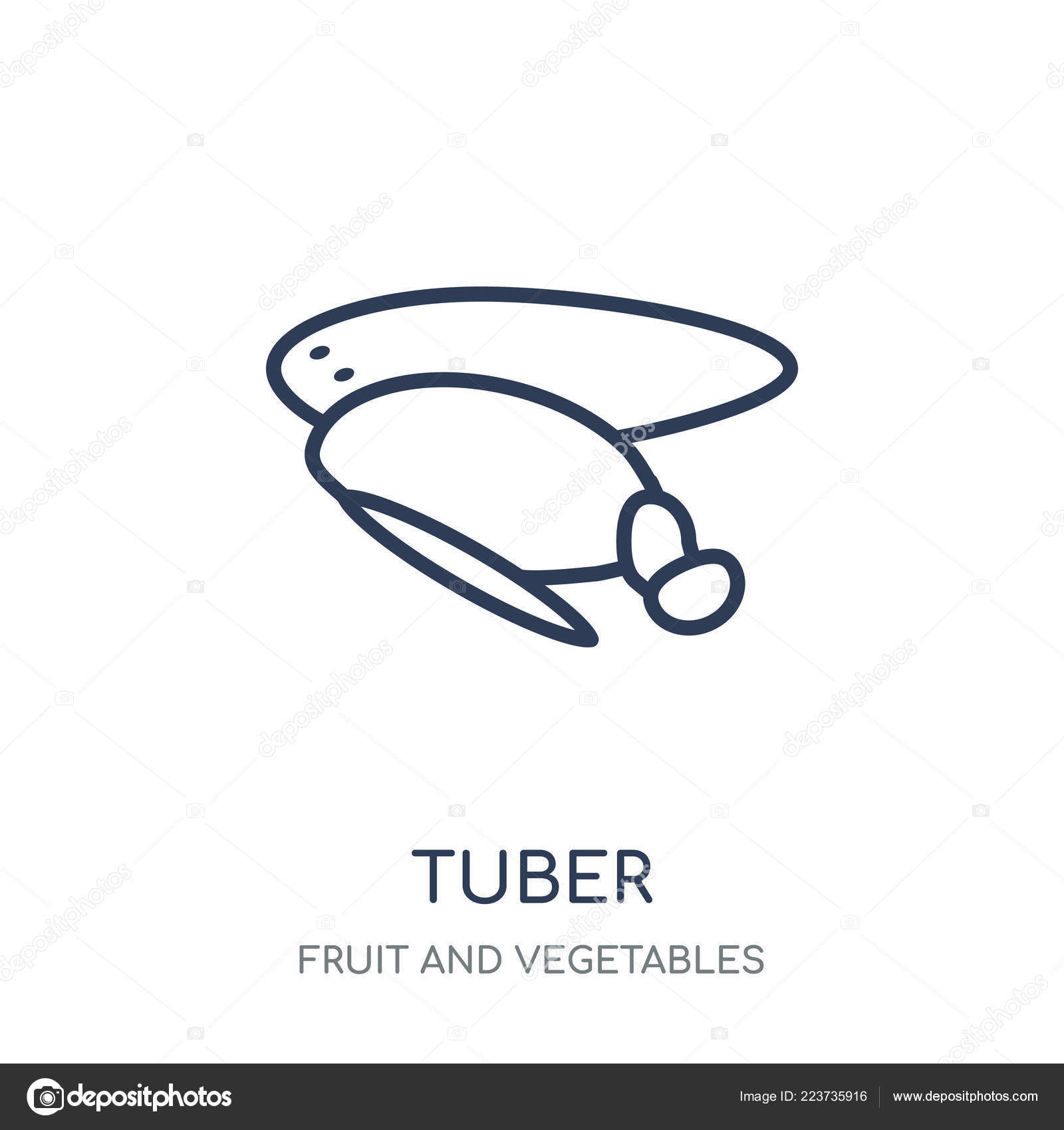 Tuber Icon Tuber Linear Symbol Design Fruit Vegetables Collection ...