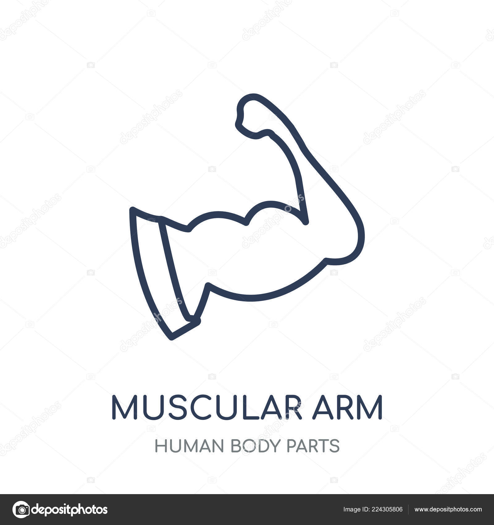Muscular Arm Icon Muscular Arm Linear Symbol Design Human Body Stock ...