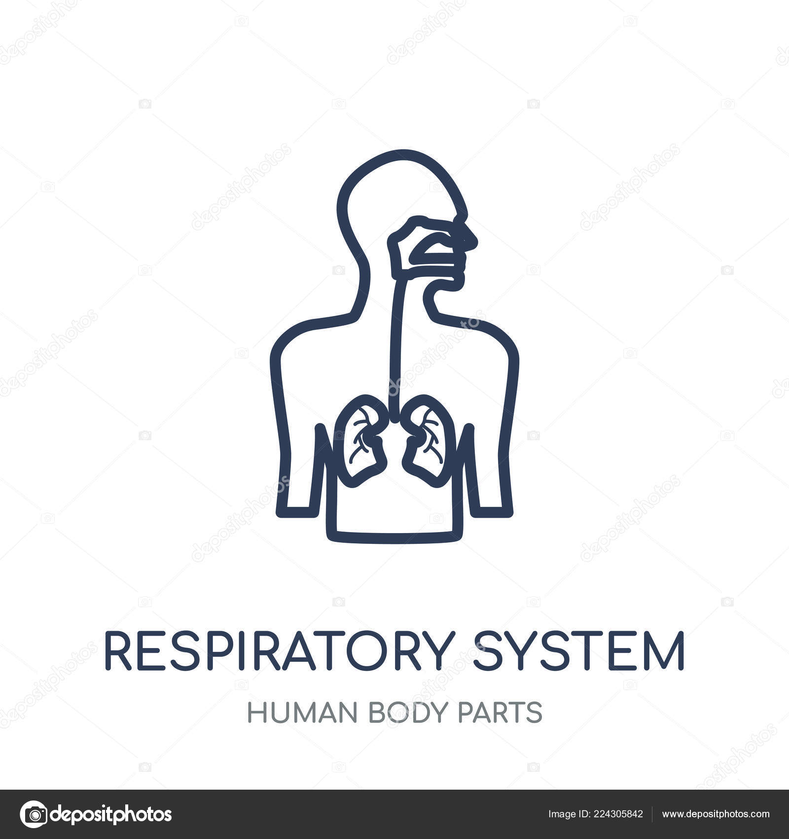 Respiratory System Icon Respiratory System Linear Symbol Design Human ...