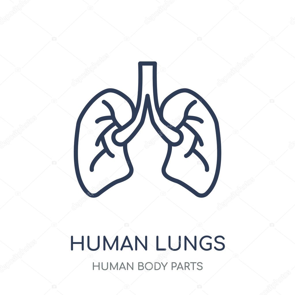 Icono Pulmones Humanos Diseño Símbolo Lineal Human Lungs Colección ...