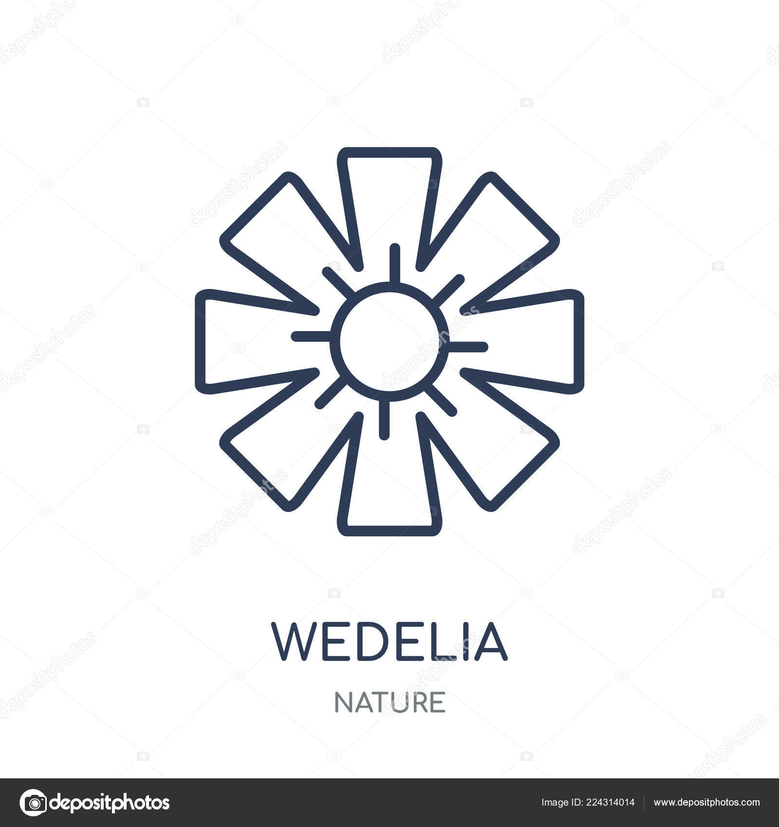 Wedelia Icon Wedelia Linear Symbol Design Nature Collection Simple ...