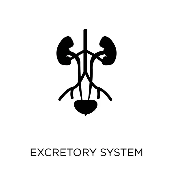 ᐈ Excretory system of human body stock images, Royalty Free human ...