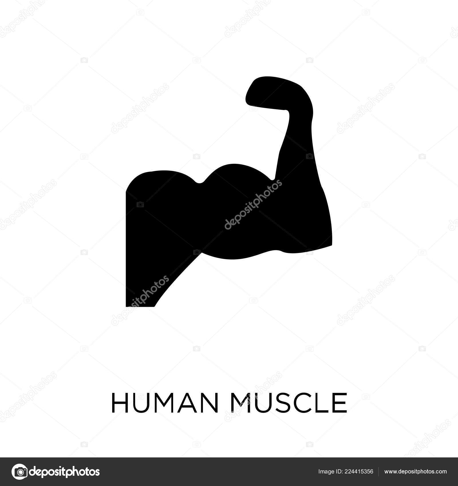 Human Muscle Icon Human Muscle Symbol Design Human Body Parts Stock ...