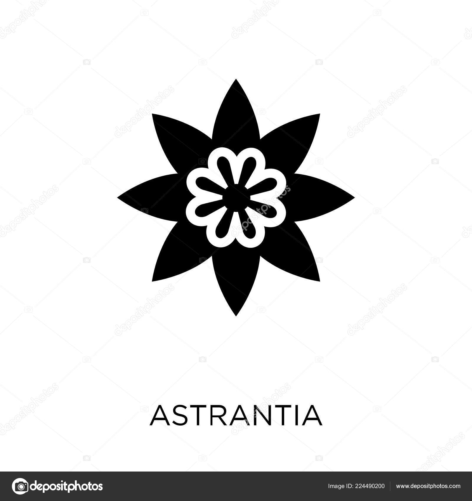Astrantia Icon Astrantia Symbol Design Nature Collection Simple Element ...